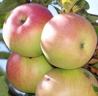 A trip to the Apple Store – The Grovestead