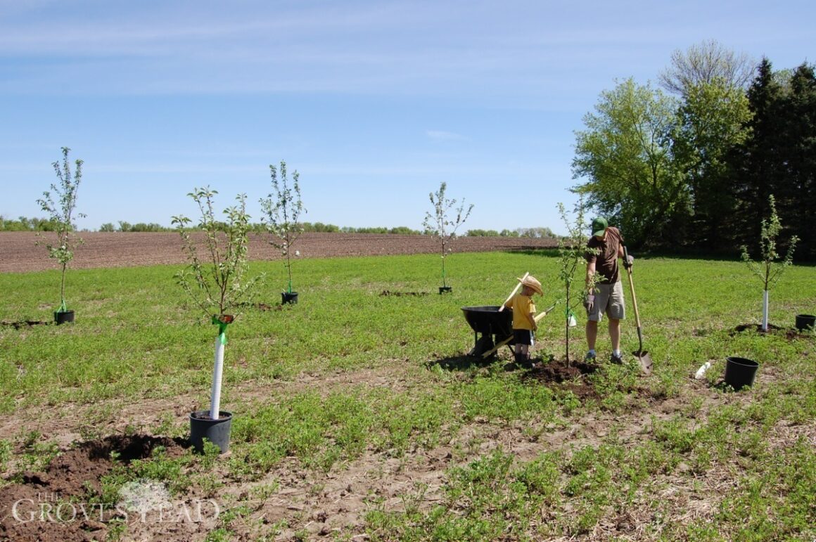 Planting an apple orchard – The Grovestead