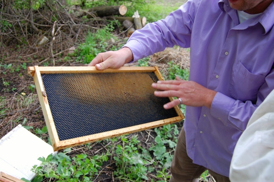 Beginning beekeeping, step-by-step – The Grovestead