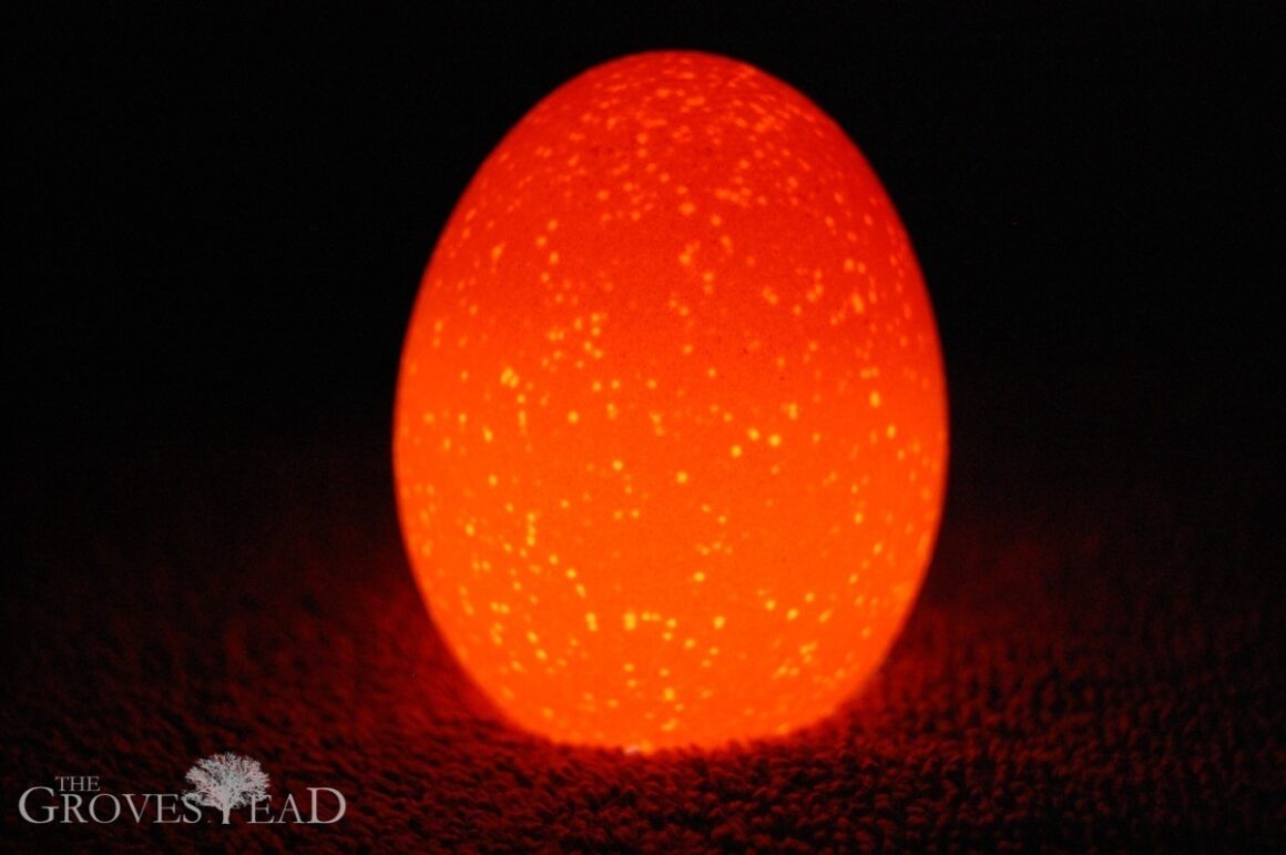 Candling eggs – The Grovestead