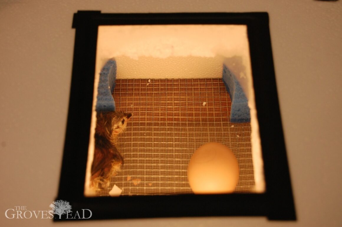 Baby chicks hatching! (video) – The Grovestead