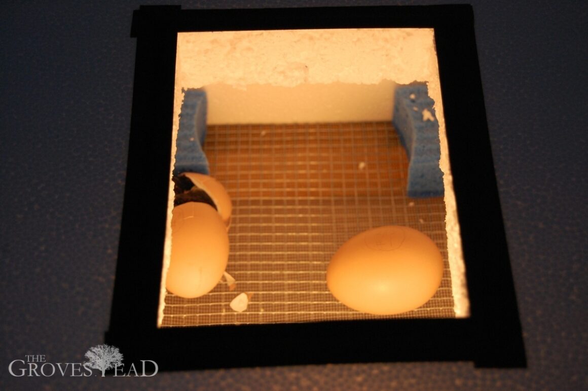 Baby chicks hatching! (video) – The Grovestead