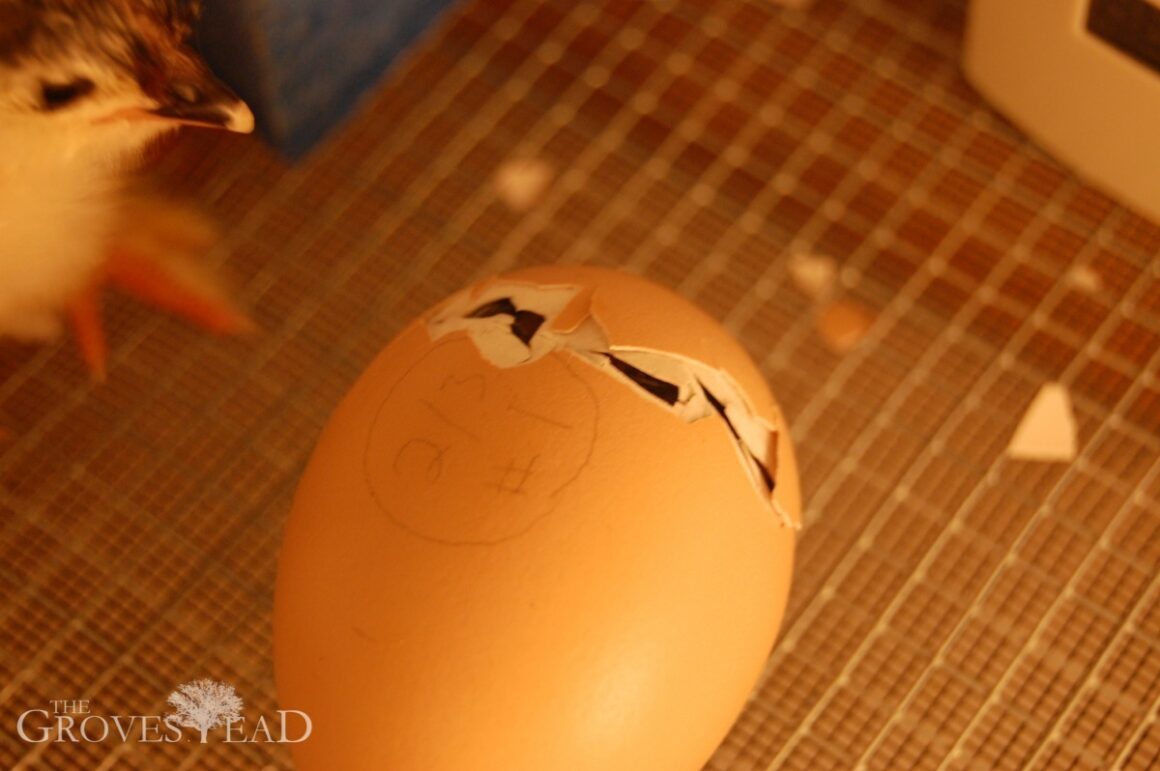 Baby chicks hatching! (video) – The Grovestead