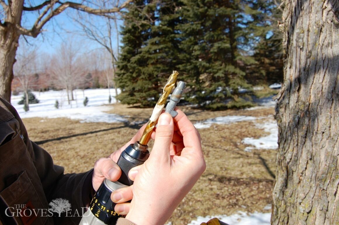 Getting started with Maple Sugaring – The Grovestead
