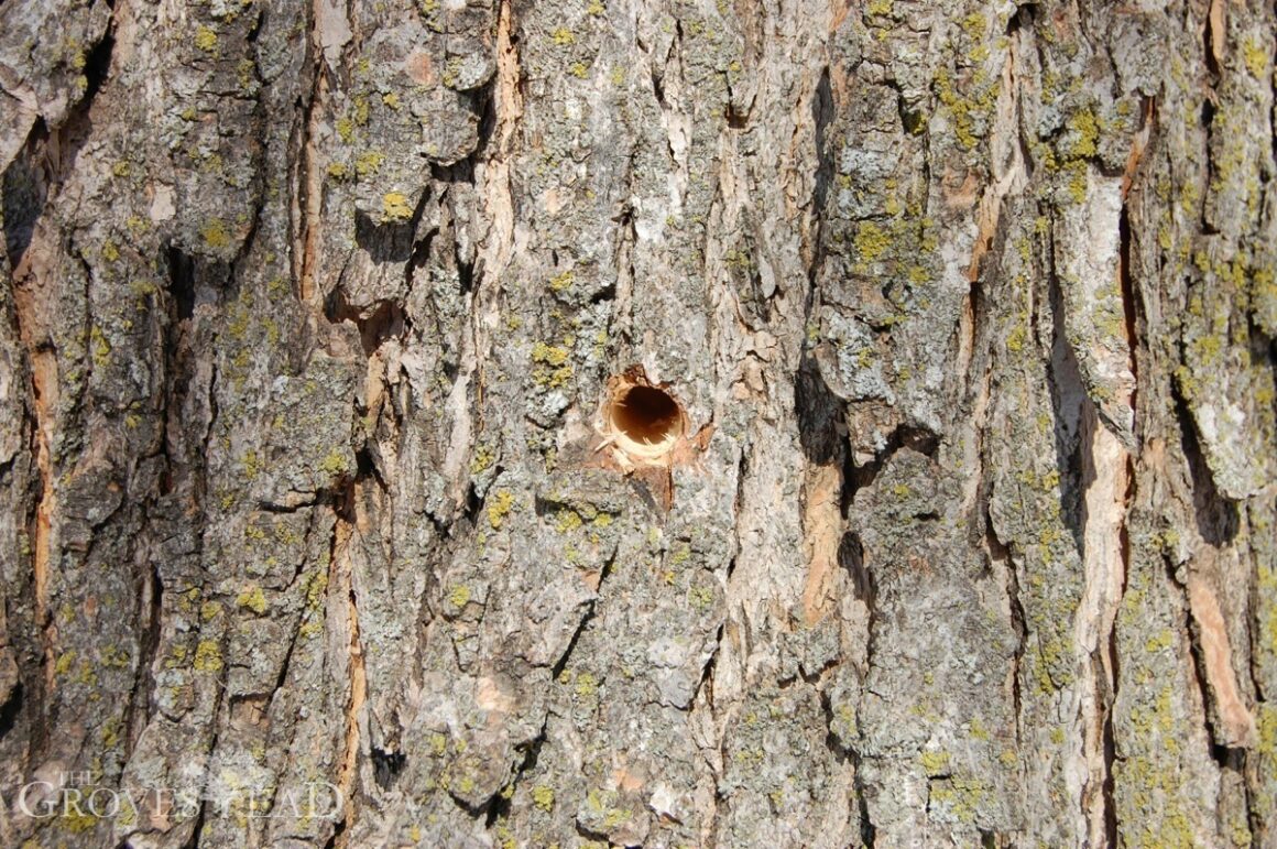 How to tap a tree – The Grovestead