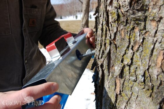 How to Draw Sap From a Tree - Harper Splight