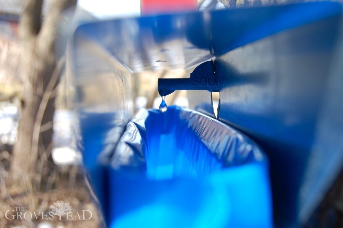 How to tap a tree – The Grovestead