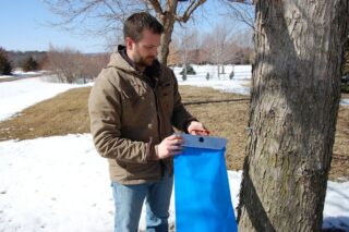 How to tap a tree – The Grovestead