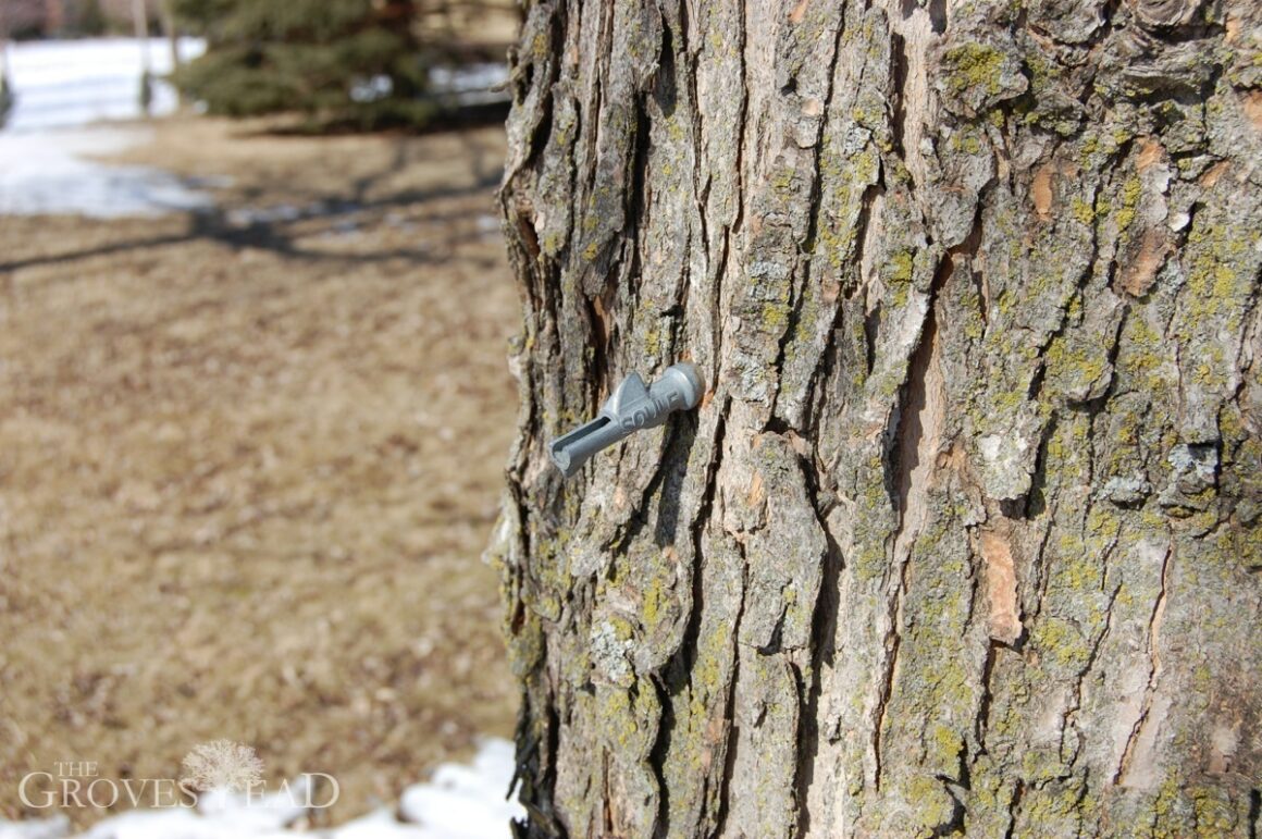 How to Draw Sap From a Tree - Harper Splight