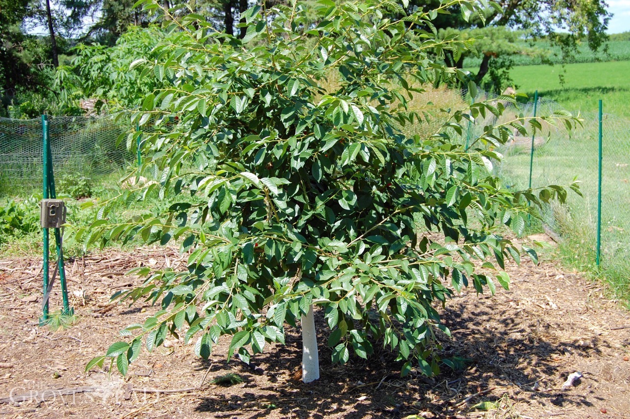 Back to Eden Garden Update – The Grovestead