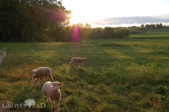 Managed Intensive Rotational Grazing for Sheep – The Grovestead