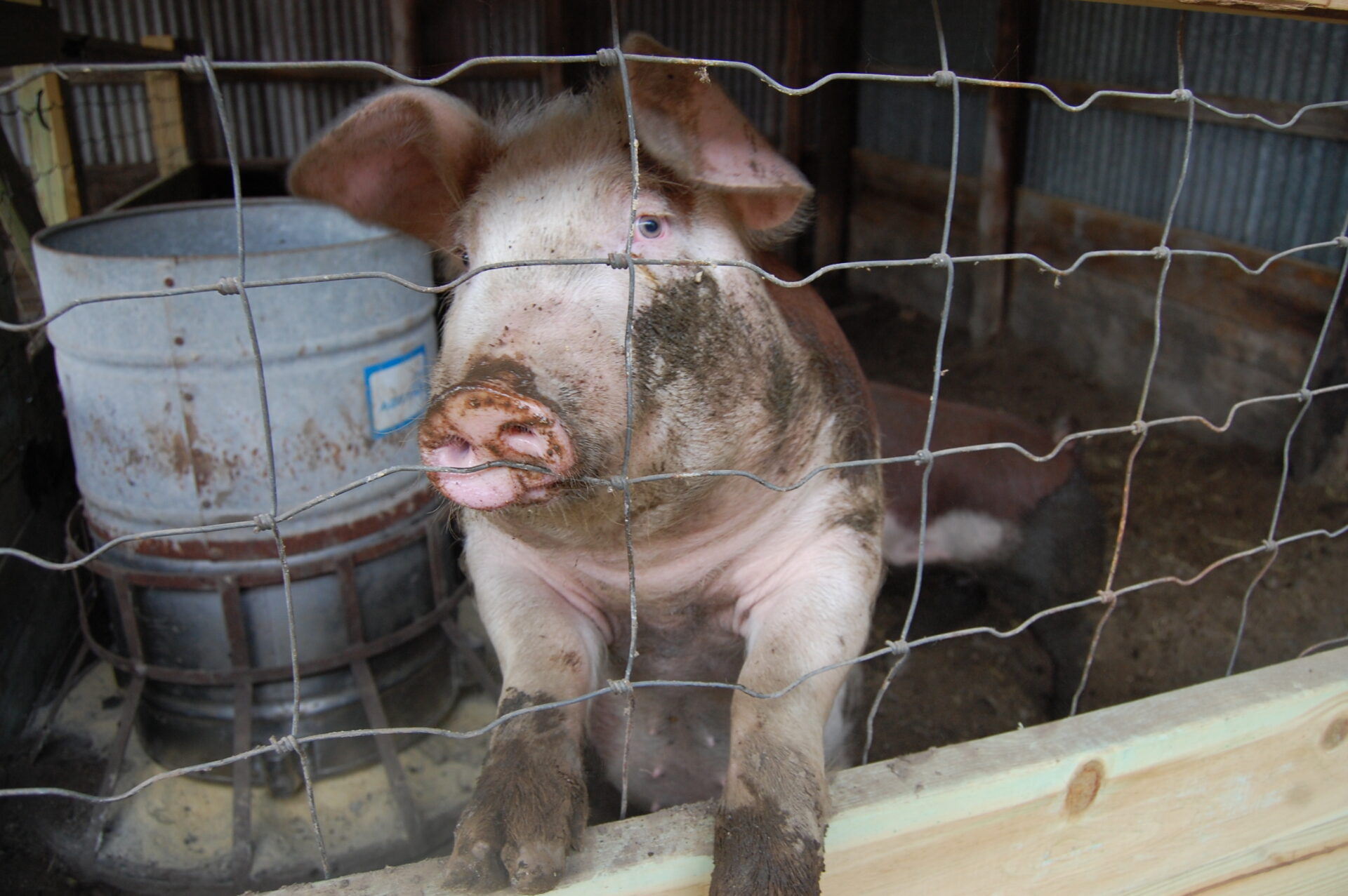 Farm Stand – The Grovestead