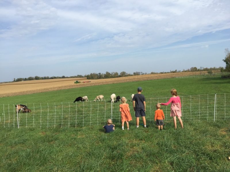 Fall on the Farm – The Grovestead