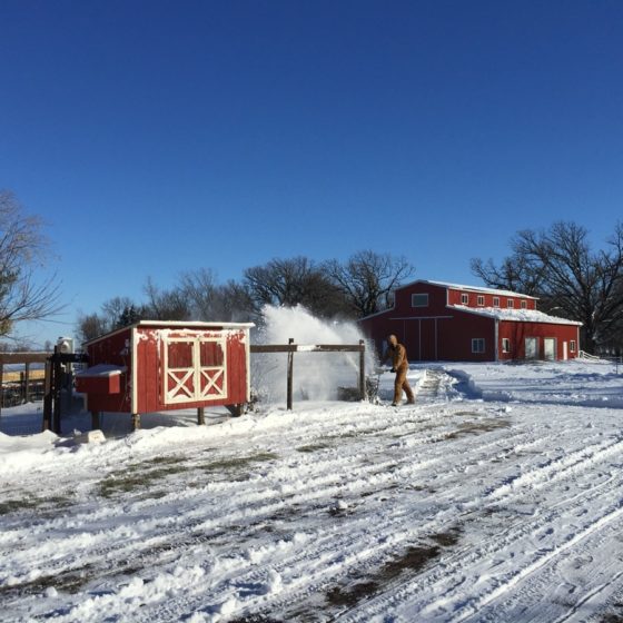 The Grovestead – A Learning Farm