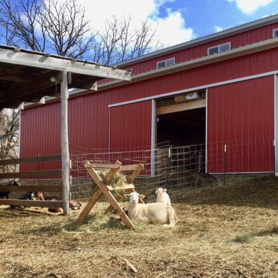 The Grovestead – A Learning Farm