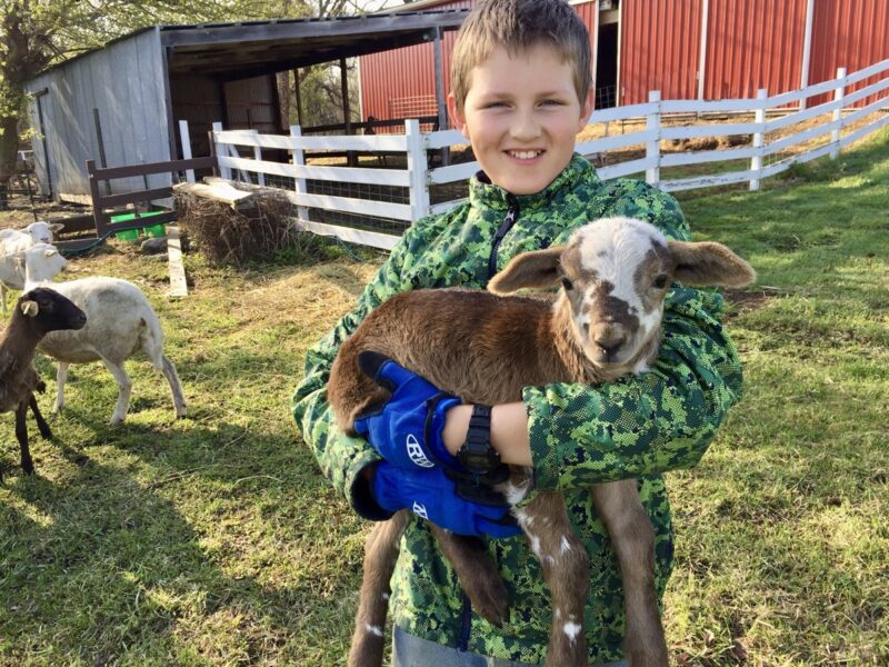 Managed Intensive Rotational Grazing for Sheep – The Grovestead