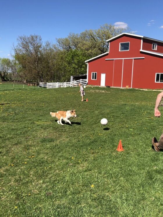 The Grovestead – A Learning Farm