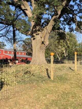 The Grovestead – A Learning Farm