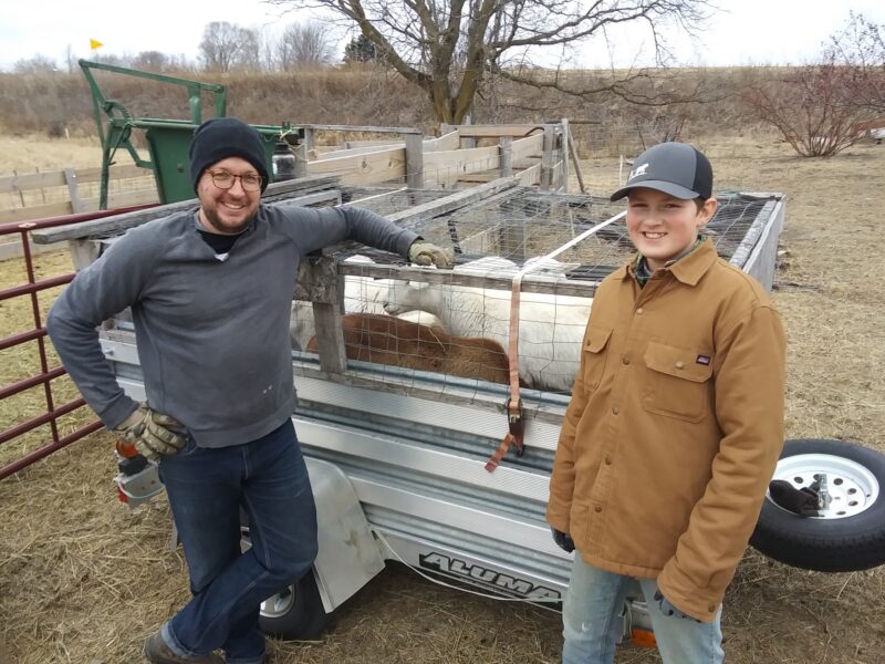 Picking Up The Sheep – The Grovestead