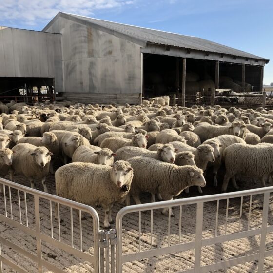 Managed Intensive Rotational Grazing for Sheep – The Grovestead