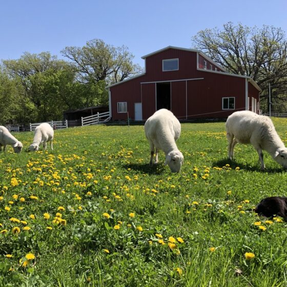 Managed Intensive Rotational Grazing for Sheep – The Grovestead